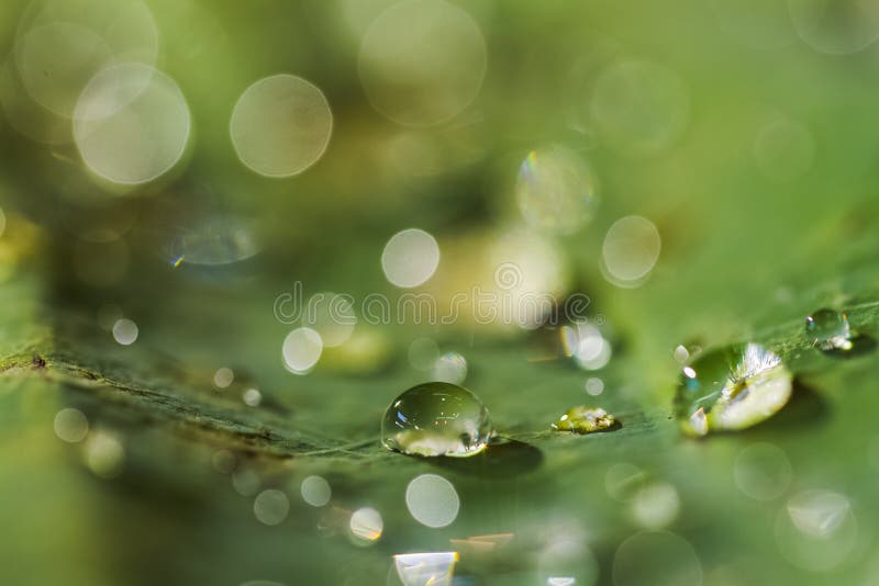 Dew drop on leaf stock image. Image of leaves, rain, texture - 66810721