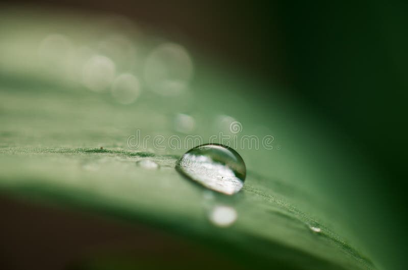 Dew Drop on a Leaf stock photo. Image of oval, leaf - 113812916