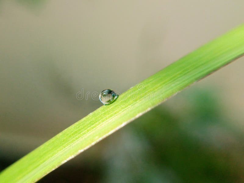 Dew drop on a leaf stock photo. Image of plant, flower - 180936560