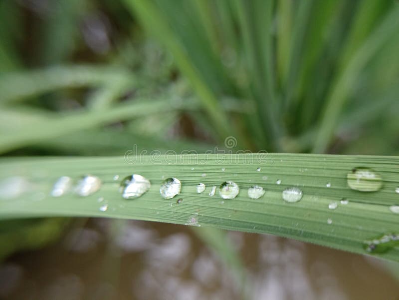 Dew Drop on Lemongrass on Blurred Light Background Stock Image - Image ...