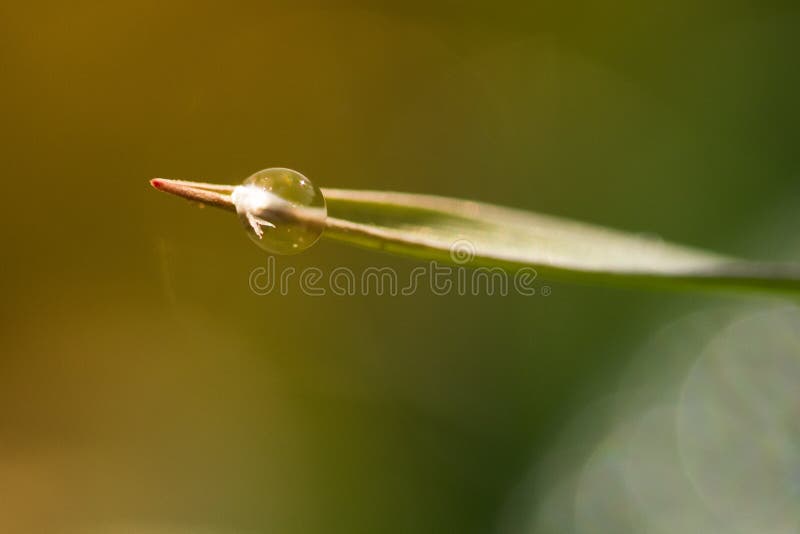 Dew Drop Macro Shot . Toned Effect Stock Photo - Image of beauty ...