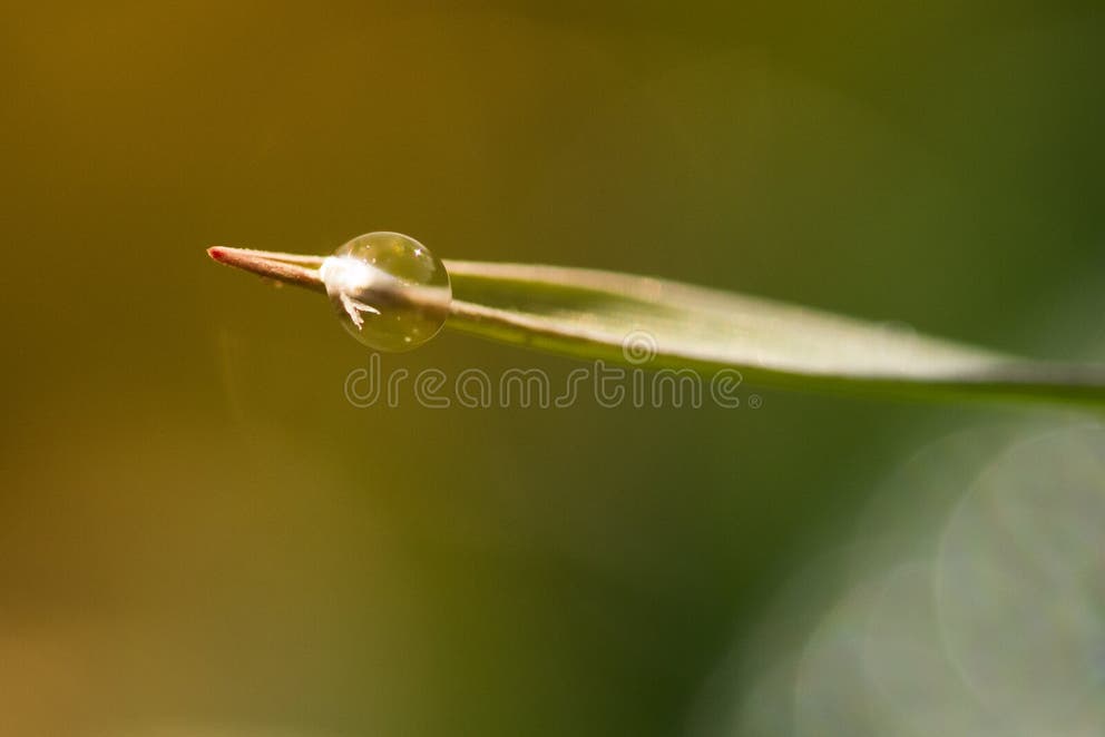 Dew Drop Macro Shot . Toned Effect Stock Photo - Image of beauty ...