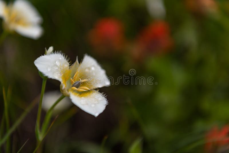 Dew Drop on a Pointed Mariposa Lily Stock Photo - Image of mariposa ...