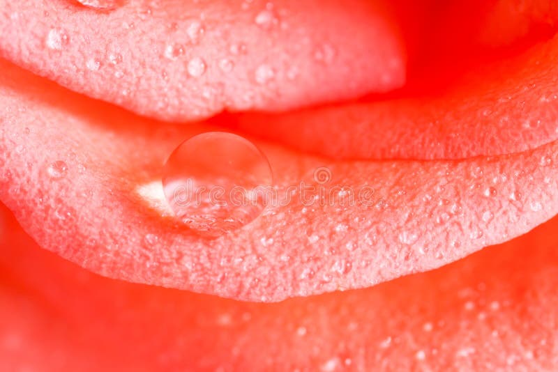 Dew drop stock image. Image of healthcare, conservation - 32641453