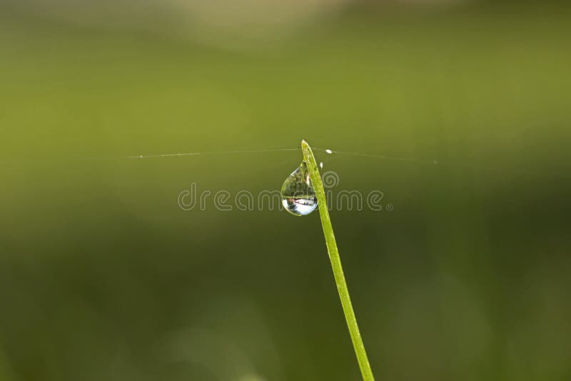 Dew Drop with Reflection on a Blade of Grass. Stock Photo - Image of ...