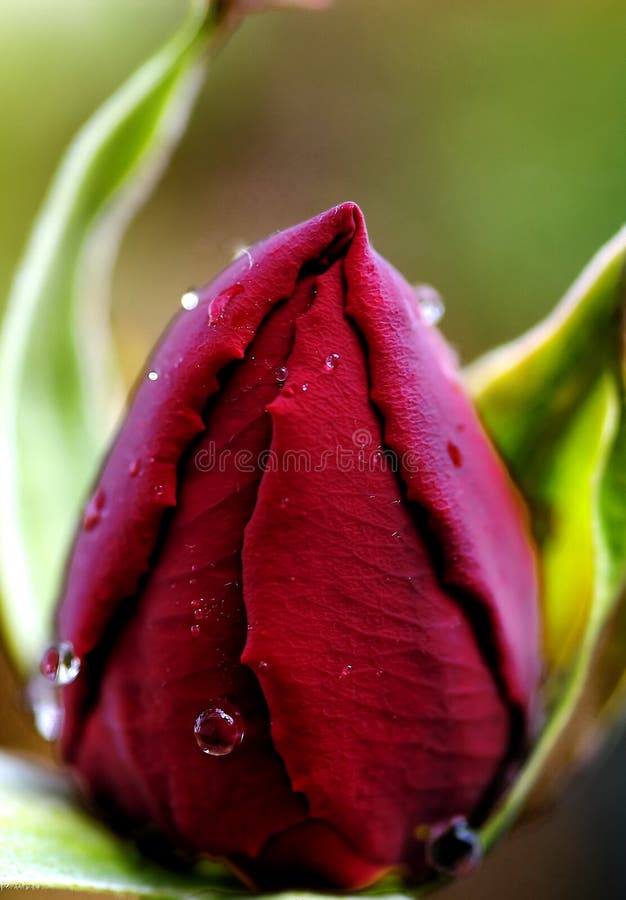 Dew drop on a rose stock photo. Image of water, drops - 2754390