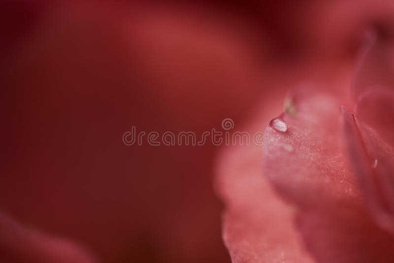 Dewdroponrose Stock Photos - Free & Royalty-Free Stock Photos from ...
