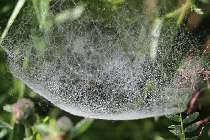 Dew drop spiderweb stock image. Image of nature, cobweb - 109584961