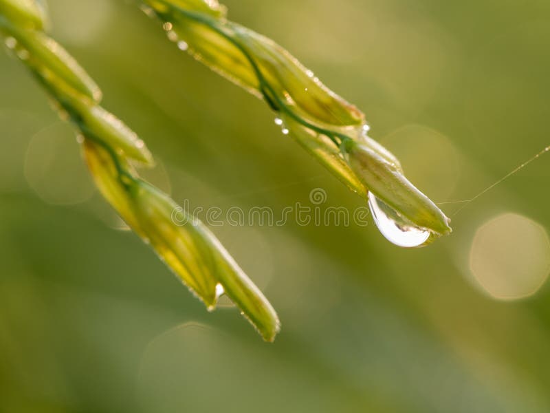 Dew Drop on the Spike stock photo. Image of cute, field - 83248540
