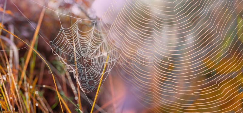 Dew Drop Texture on Spider Mesh Stock Image - Image of drops, beauty ...