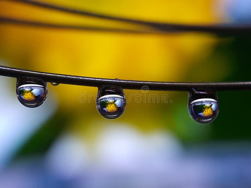 Dew Drop in the Tree with Blur Background in the Garden Stock Photo ...