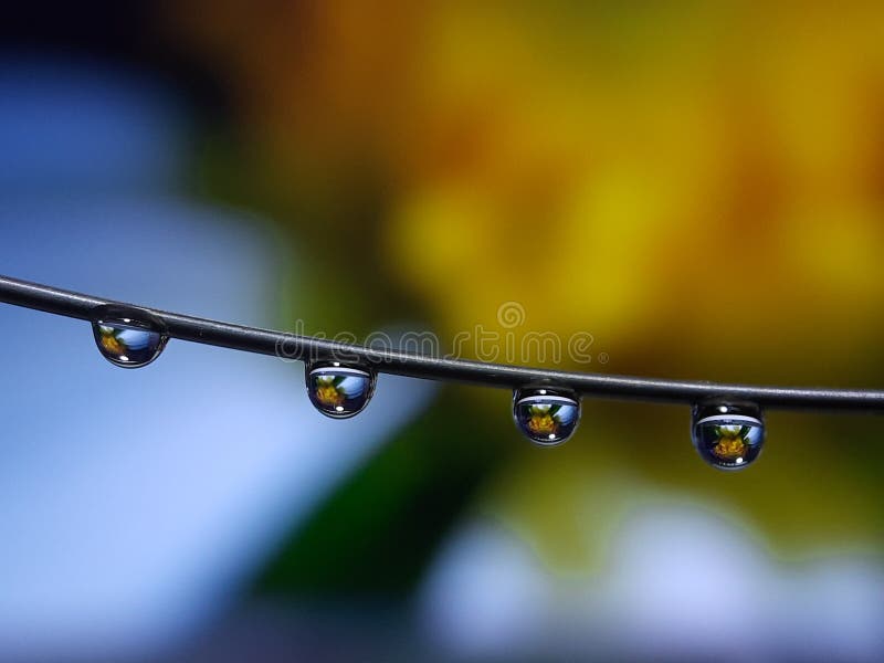 Dew Drop in the Tree with Blur Background in the Garden Stock Photo ...