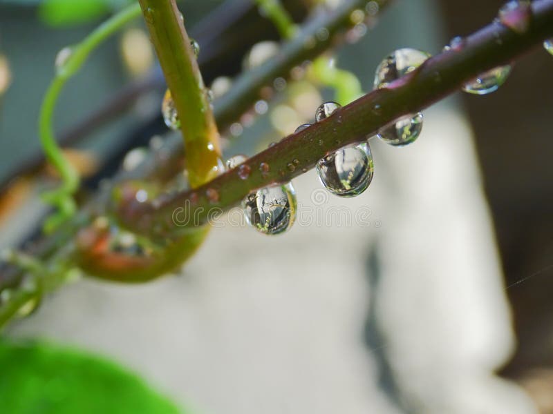 Dew drop on a tree branch stock image. Image of green - 226769995