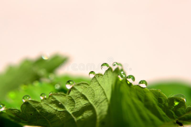 Dew, Drop of Water on Green Leaf Stock Image - Image of liquid, blur ...