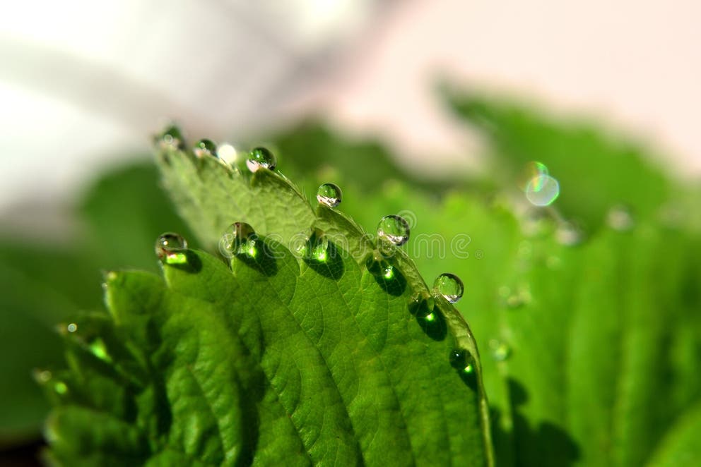 Dew, Drop of Water on Green Leaf Stock Image - Image of nature, close ...