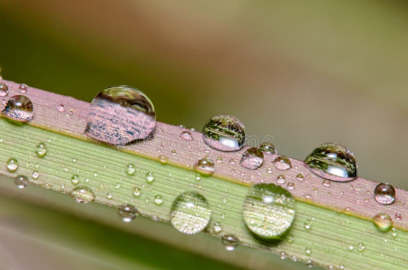 Dew Droplets on a Blade of Grass Stock Photo - Image of nature, purple ...