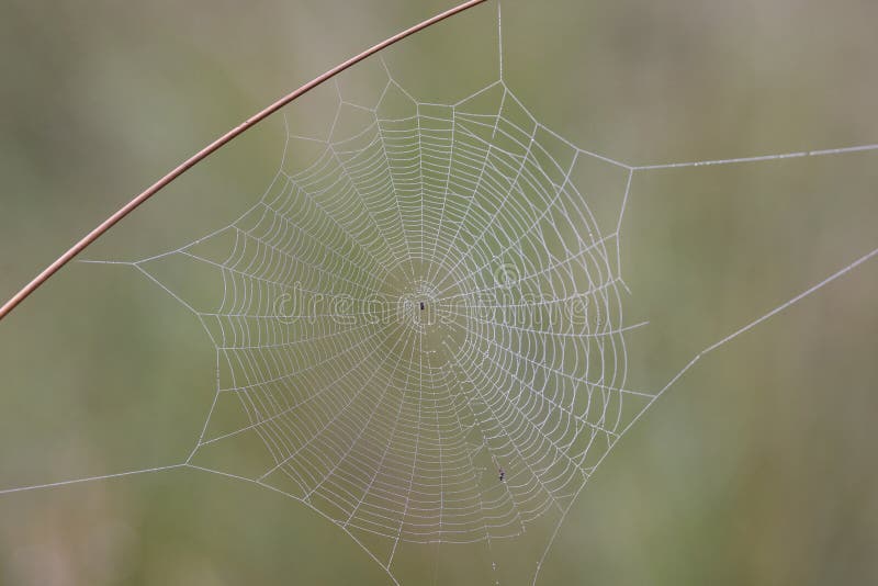 Dewe on Spider s Web stock photo. Image of australia - 310353700