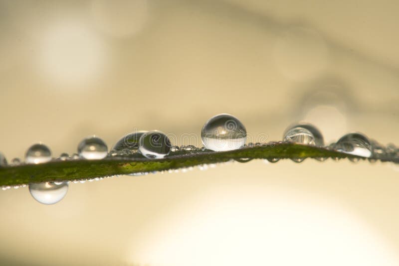 Dew Droplets with Sun Reflection in the Morning. Stock Image - Image of ...