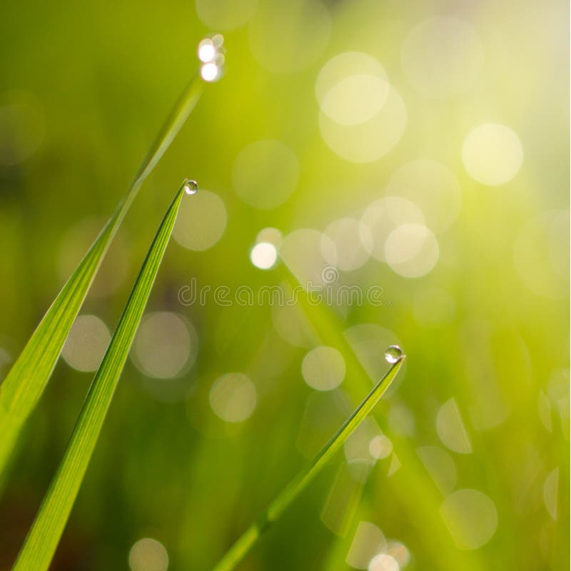 Dew Droplets on the Top of the Grass Stock Photo - Image of shallow ...