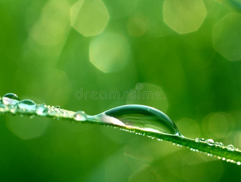 Dew drops stock photo. Image of perfection, healthcare - 12533020