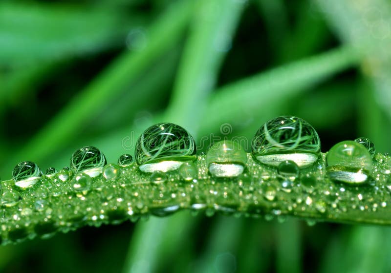 Dew drops stock photo. Image of beauty, purity, environment - 17415962