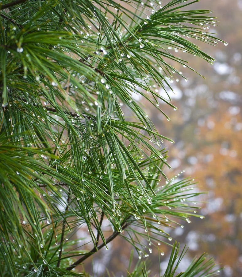 Dew Drops stock photo. Image of seasons, drops, droplets - 22404710