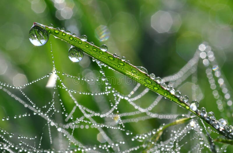 Dew drops stock image. Image of growth, grass, green - 22540117