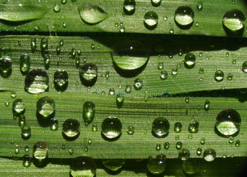 Dew Drops Picture. Image: 2268190