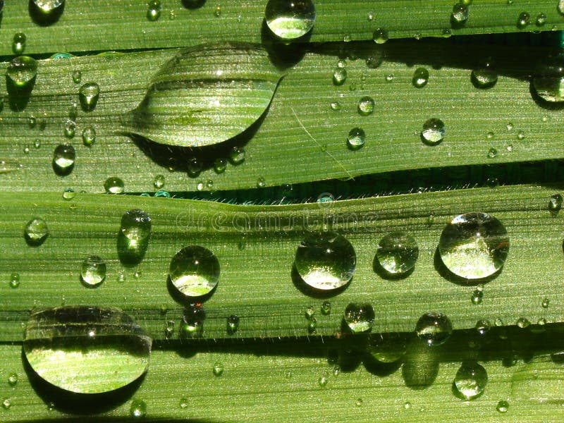 Dew drops stock photo. Image of environment, droplet, photosynthesis ...