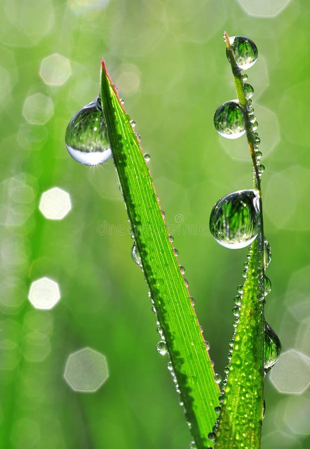 Dew drops stock image. Image of growth, environmental - 28749349
