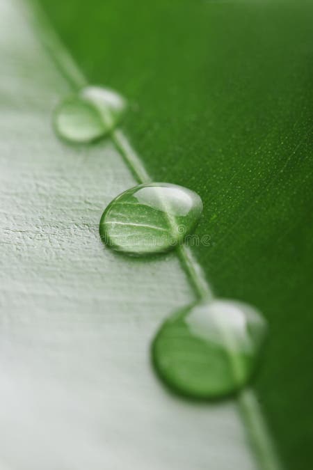 Dew drops stock photo. Image of three, green, harmony - 3965250