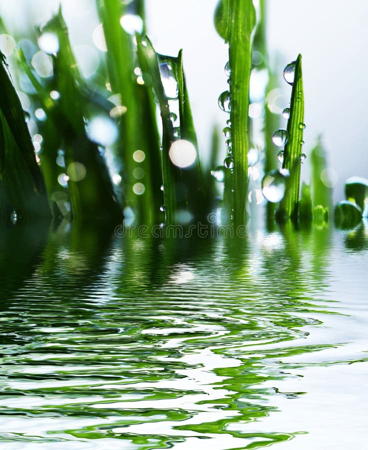 Dew drops stock image. Image of field, drops, macro, green - 4778033