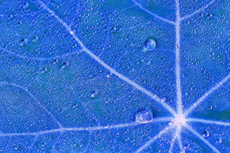 Dew drops on a blue sheet stock image. Image of sheet - 47455063