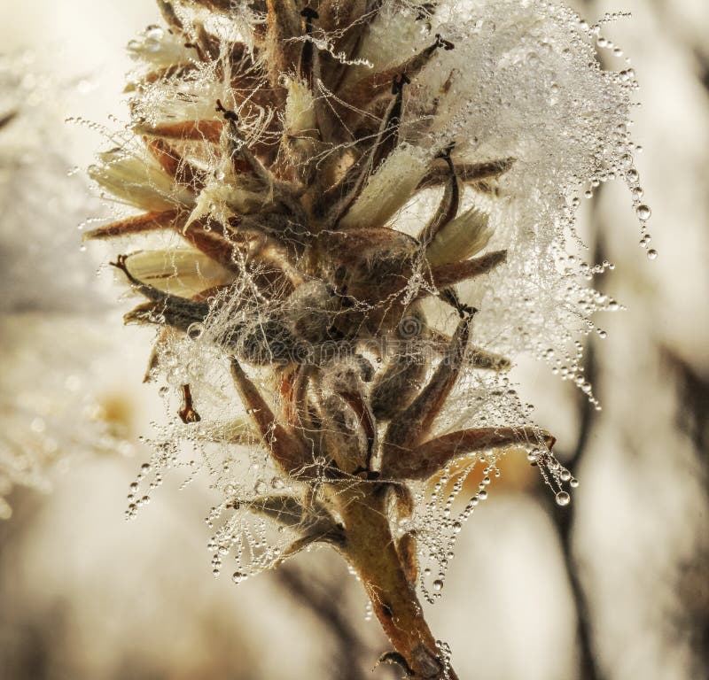 Dew drops stock photo. Image of norway, bush, drops, drop - 63495464