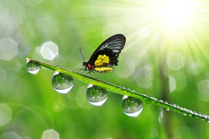 Dew drops and butterfly stock photo. Image of beauty - 53045106