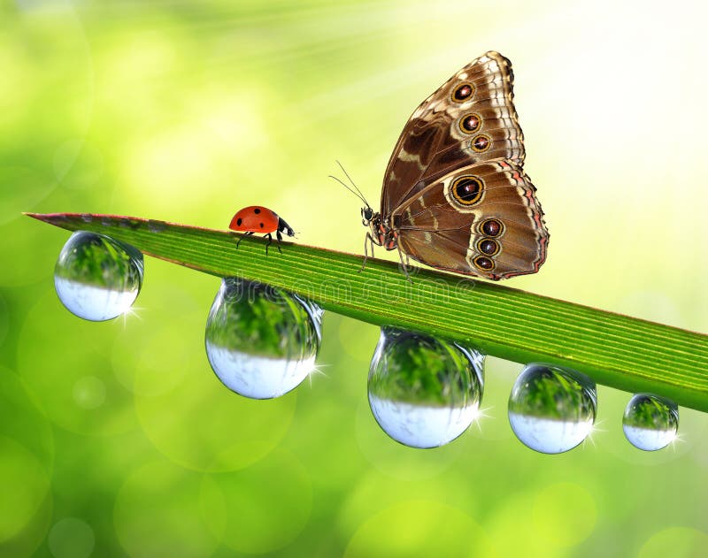 Dew Drops with Butterfly and Ladybug Stock Photo - Image of daisy ...