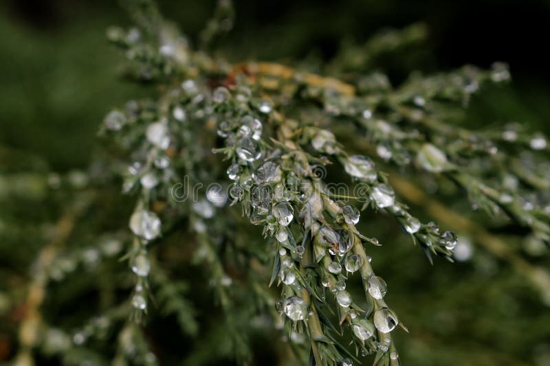 Dew Drops on a Cloudy Afternoon on the Pine Leaves of a Pine Tree Stock ...