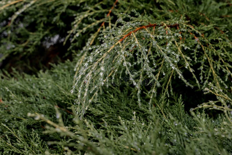 Dew Drops on a Cloudy Afternoon on the Pine Leaves of a Pine Tree Stock ...