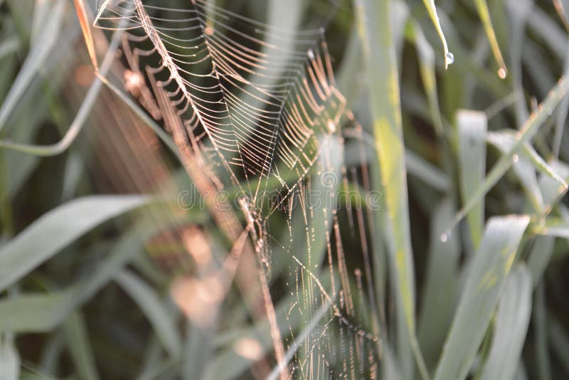 Dew Drops on a Cobweb at Dawn in Summer Stock Image - Image of ...