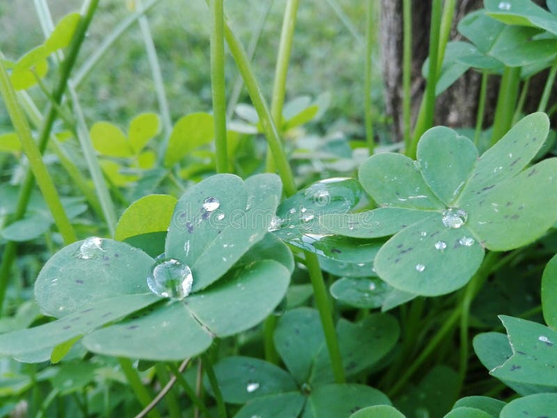Dew drops collection Green stock image. Image of nature - 67867179