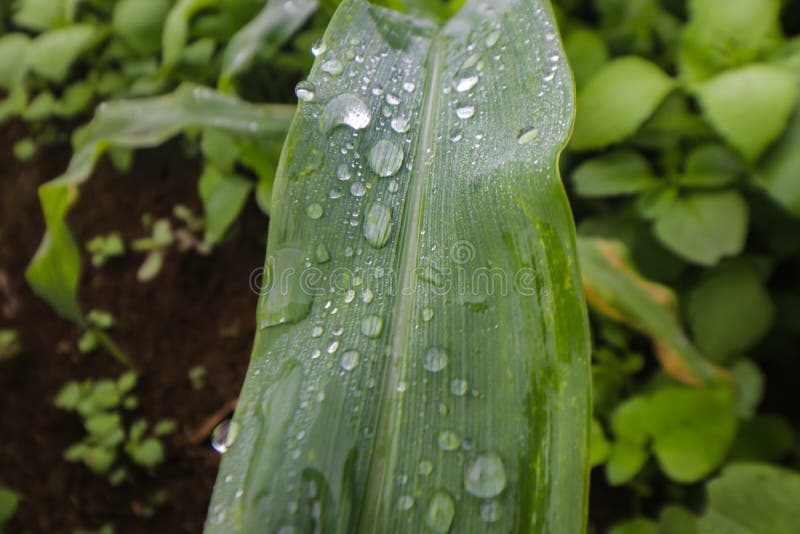498 Corn Leaves Drops Stock Photos - Free & Royalty-Free Stock Photos ...