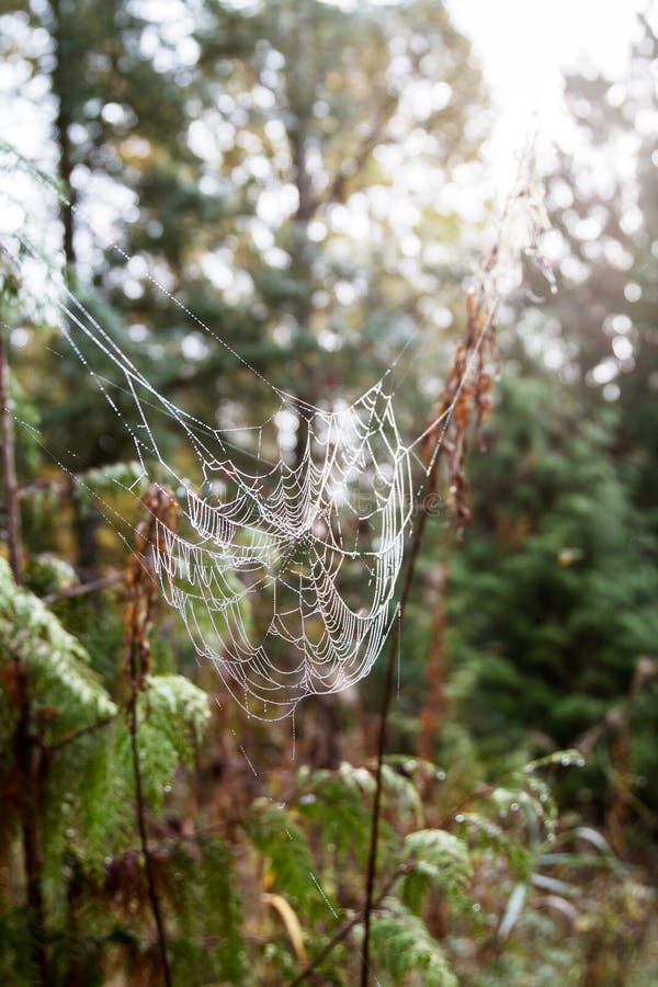 Spider Builds Web between Branches of a Bush Stock Photo - Image of ...