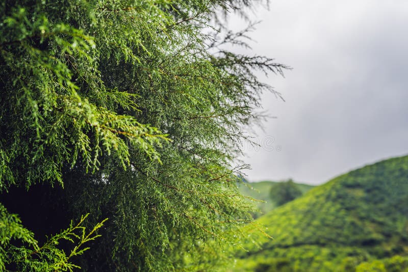 Dew Drops on a Dark Green Tree Stock Photo - Image of grass, garden ...