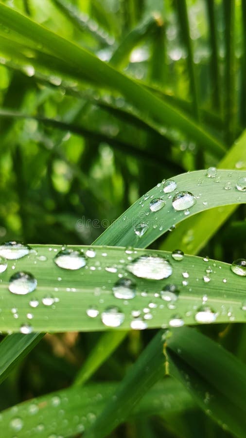 Dew drops editorial stock image. Image of leafs, forest - 248889024