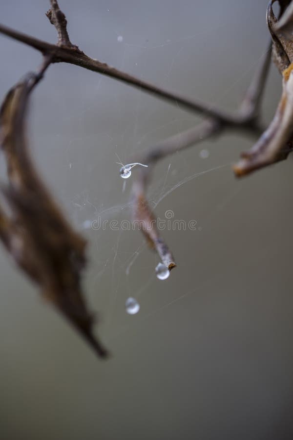 The Dew Drops Fall from the Branches Stock Image - Image of burnt ...
