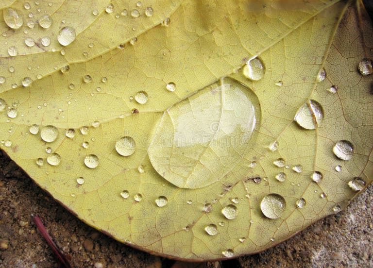 Dew Drops on a Fall Leaf stock image. Image of leaf, drops - 3807993