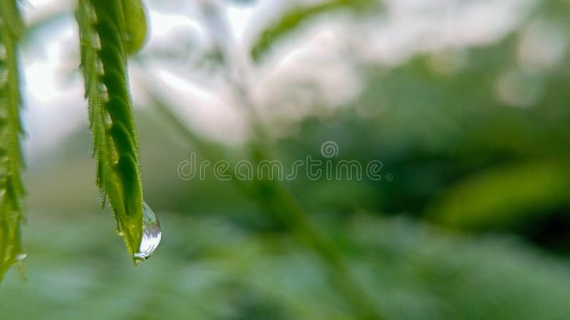 Dew Drops Fall on the Tips of Leaves Stock Image - Image of garden ...