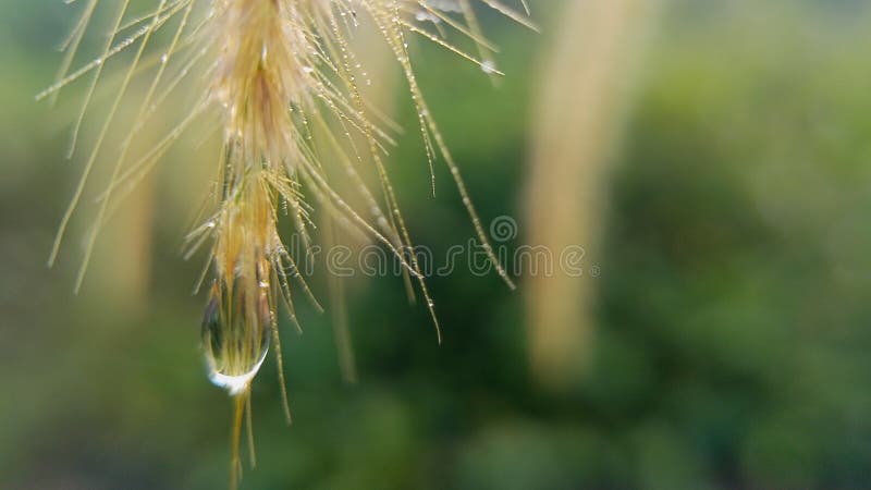 Dew Drops Fall on the Tips of Leaves Stock Image - Image of life, clear ...