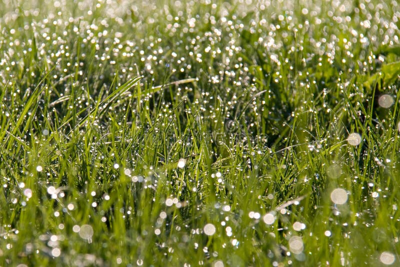 Dew drops in field stock image. Image of outside, grass - 9214129