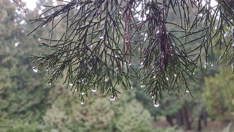 Bdew Stock Photos - Free & Royalty-Free Stock Photos from Dreamstime